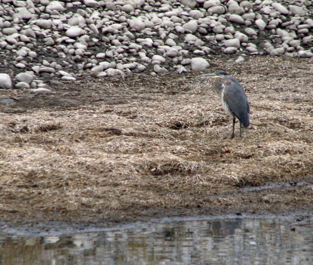 Birding the Irrigation Canal - Birds Calgary