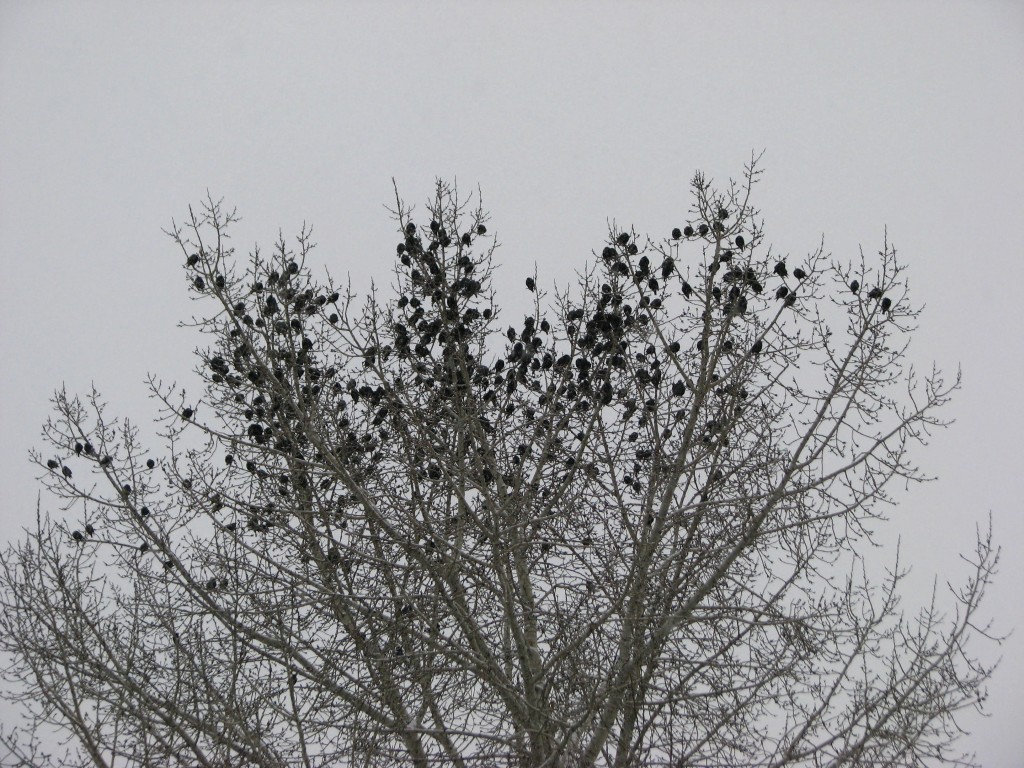 Starling Invasion - Birds Calgary