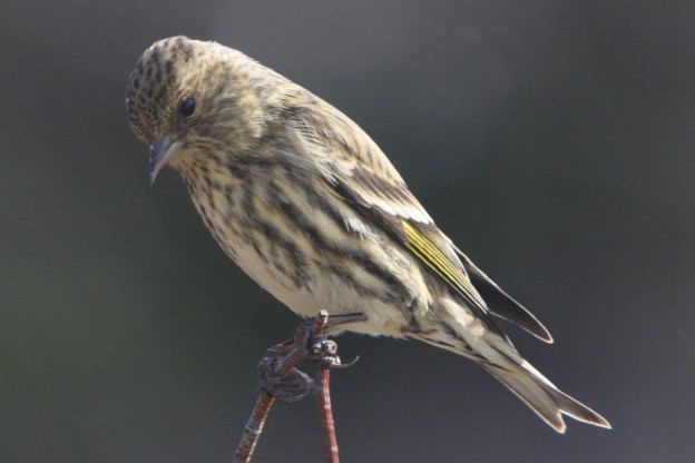 Photo Feathers: Pine Siskin - Birds Calgary