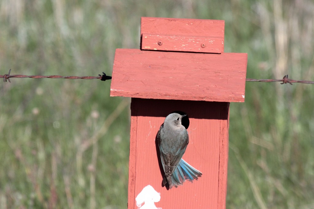 Mountain Bluebird Archives - Birds Calgary