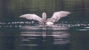 leucistic birds Archives - Birds Calgary