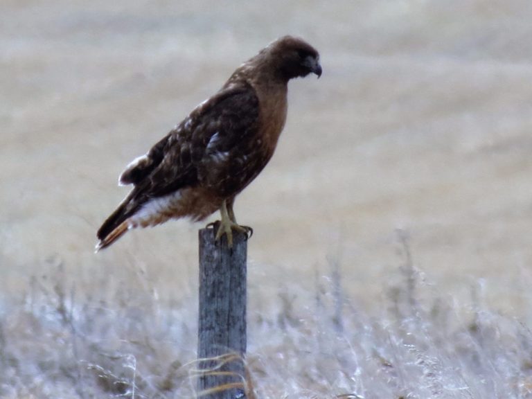 red-tailed hawk Archives - Birds Calgary