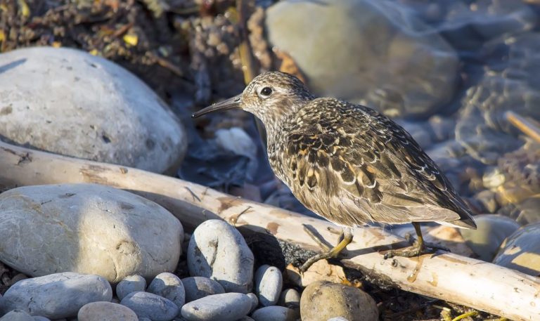 Rare & Notable Bird Records For Alberta - Birds Calgary