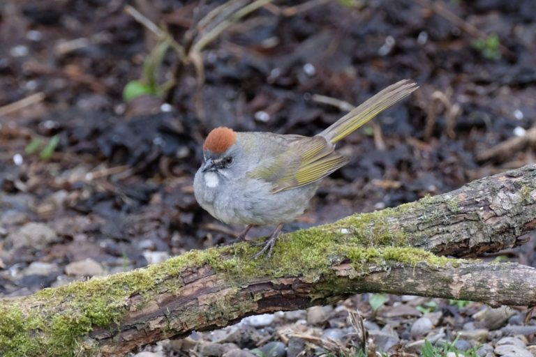 Green-tailed Towhee - Birds Calgary
