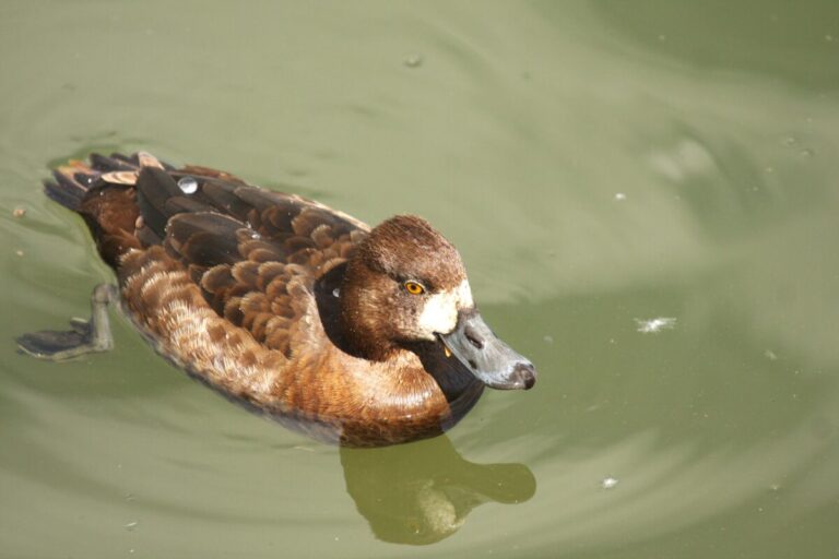 Birds Calgary - A birding blog for Calgary, Alberta and area
