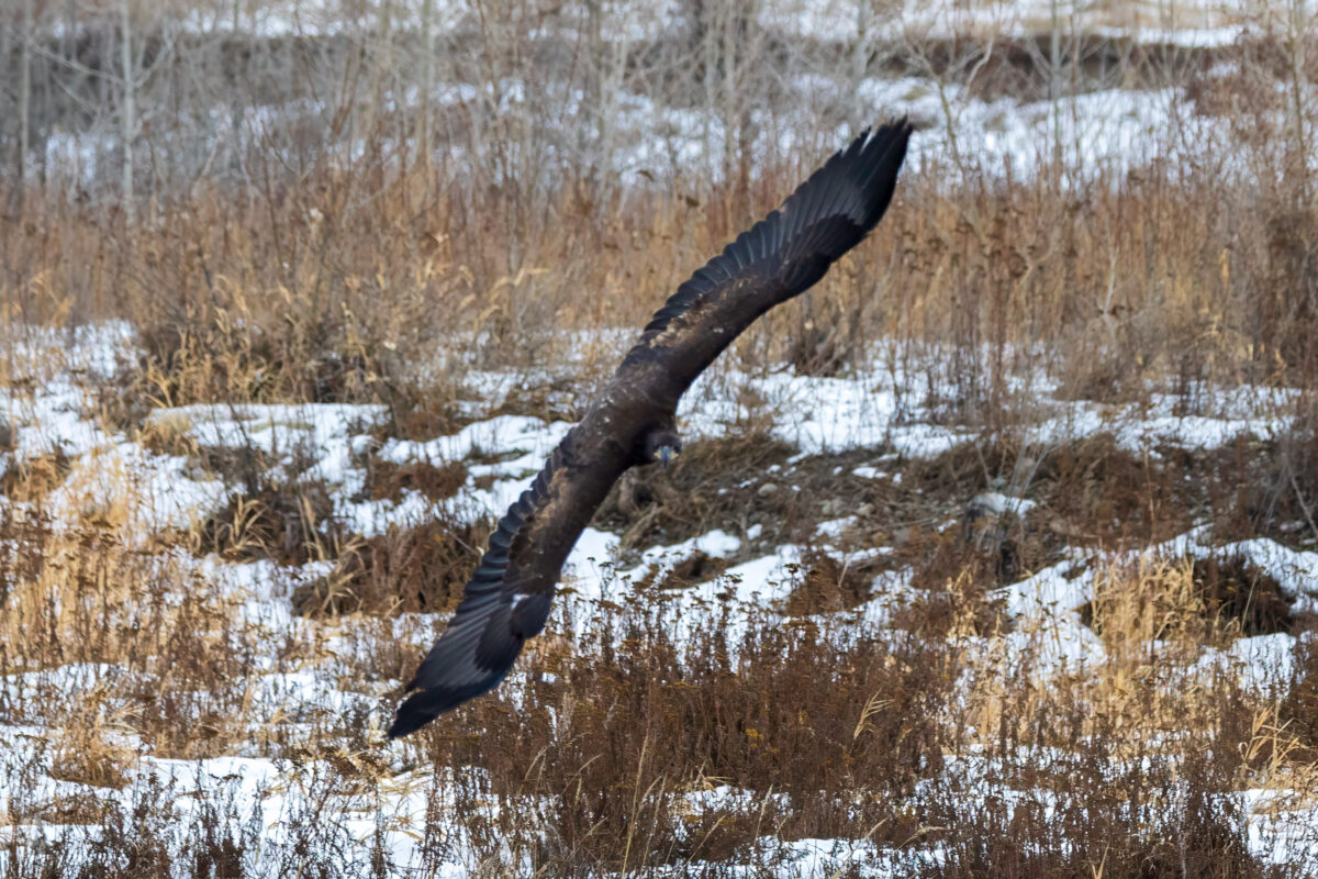 Bald Eagle, Andrew Hart - Birds Calgary