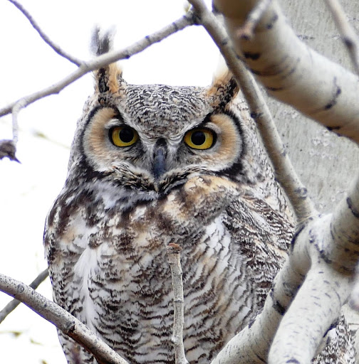Peak Birding - The Great Horned Owl - Birds Calgary