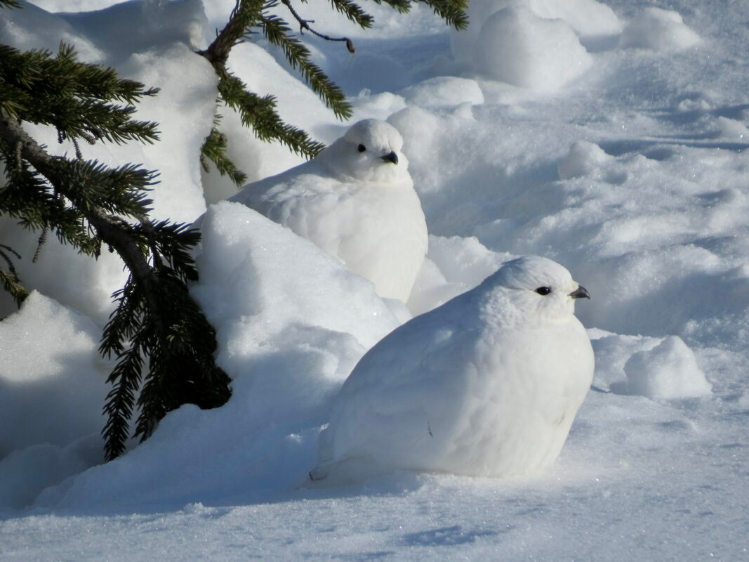 White-tailed Ptarmigan_Photo_Jody Allair - Birds Calgary