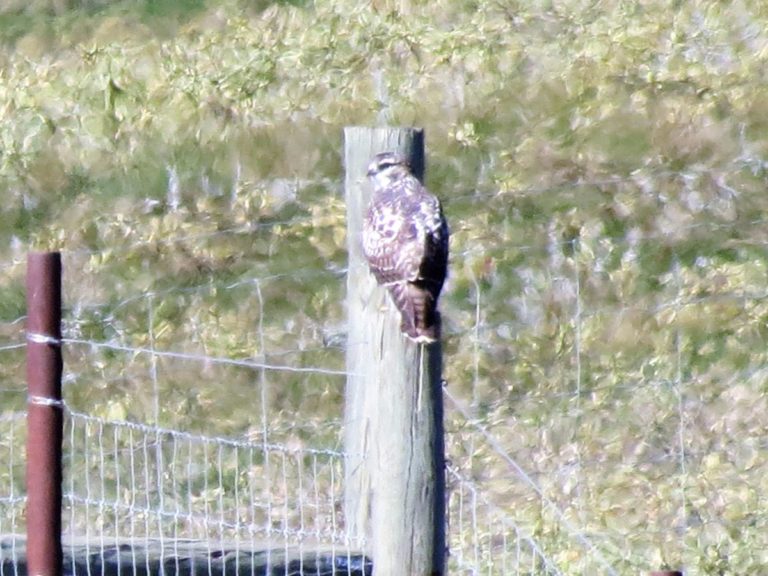 red-tailed hawk Archives - Birds Calgary